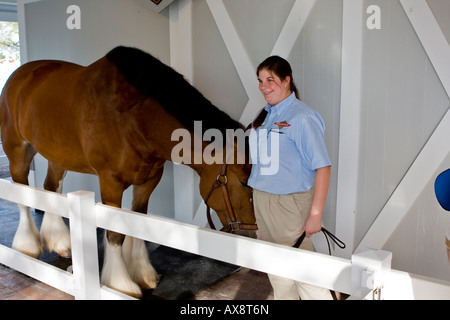Anheuser Busch's Budweiser Clydesdale Horse at Seaworld Orlando Florida ...