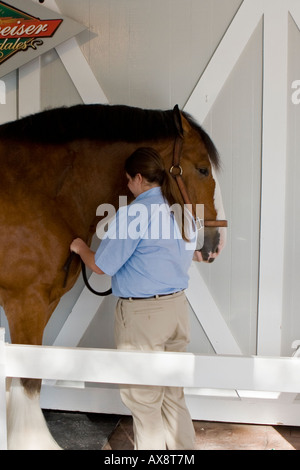 Anheuser Busch's Budweiser Clydesdale Horse at Seaworld Orlando Florida ...
