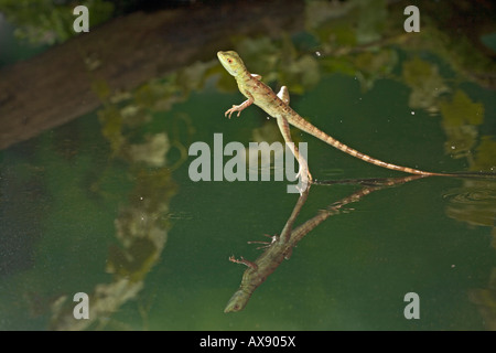 Green basilisk or plumed basilisk running on water (Basiliscus ...