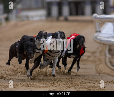 Greyhound racing at Oxford Stock Photo - Alamy