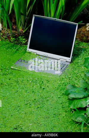 Laptop sinking in weed filled water watched by frogs Stock Photo - Alamy