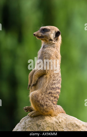 Meerkats (Suricata suricatta) Meerkat, predators, mammals, creepers ...