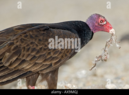 turkey vulture eating entrails scavenger bird guts Stock Photo - Alamy