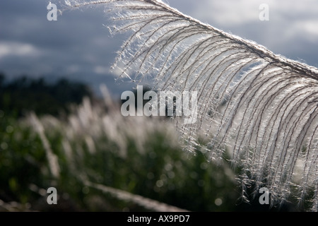 Wild Cane (Saccharum spontaneum Stock Photo - Alamy
