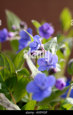 OMPHALOIDES CAPPADOCICA AGM Stock Photo - Alamy
