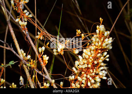 Dodder (Cuscuta americana) a parasitic plant from the Ecuadorian Andes ...
