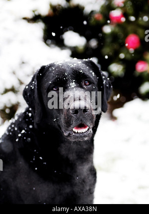 The portrait of a black Labrador dog taken against a dark backdrop ...