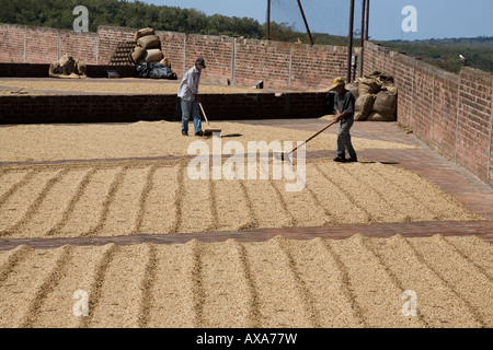 Drying patios at La Majada coffee cooperative El Salvador Stock Photo ...