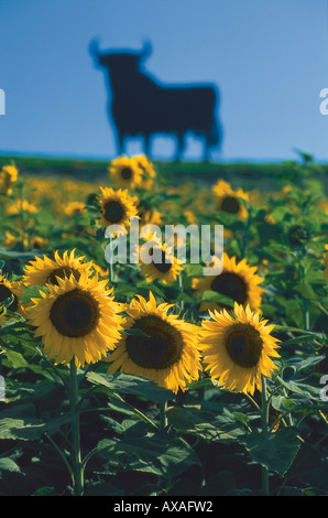 Osborne Stier, Andalusien Spanien Stock Photo - Alamy