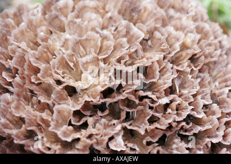 Fungus: Zoned Rosette (Podoscypha multizonata Stock Photo - Alamy