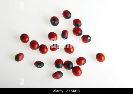Gunja Chanothi, Chirmiti abrus precatorius Stock Photo - Alamy