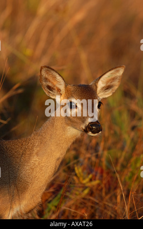 Close-up of White-tailed Deer (Odocoileus virginianus) buck grazing in ...