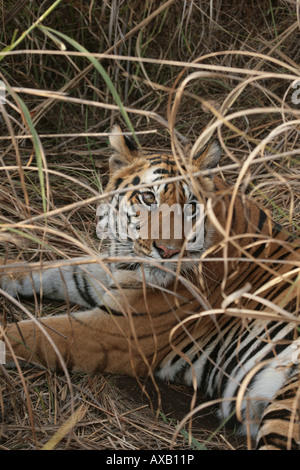 Bengal tiger Panthera tigris tigri Stock Photo - Alamy