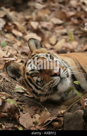 Bengal tiger Panthera tigris tigri Stock Photo - Alamy