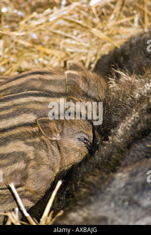 Wild boar (Sus scrofa) mother with her youngster (squeaker) in a forest ...