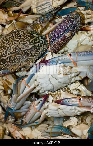 Blue Swimmer Crab (Portunus pelagicus), Ship Rock Aquatic Reserve, Port ...
