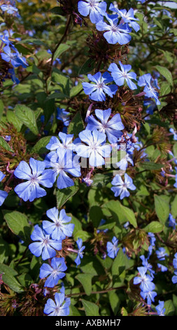 Leadwort England UK Stock Photo - Alamy