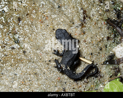 Japanese firebelly newt, Japanese fire bellied newt (Cynops ...