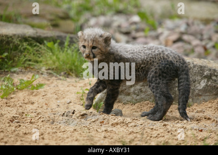 Cheetah, Gepard,Acinonyx jubatus,cub, 9 Month old Stock Photo - Alamy