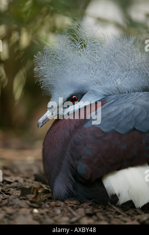 Victoria crowned pigeon (Goura victoria) portrait Stock Photo - Alamy