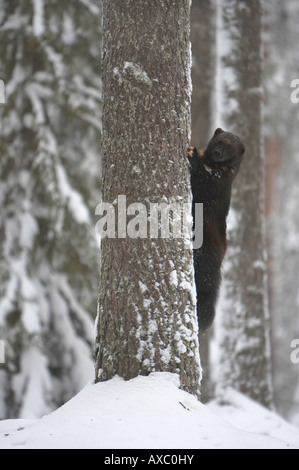 Wolverine (Gulo gulo) climbing a tree with snow on its nose, Lieksa ...