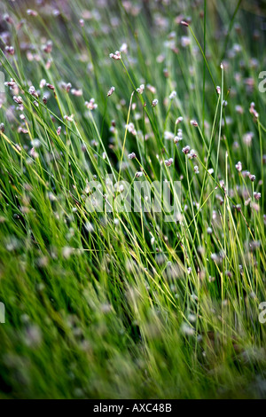 Fiber Optic Plant Stock Photo - Alamy