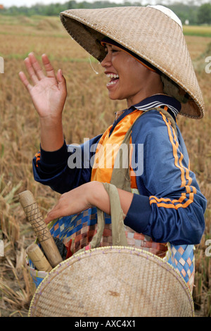 Worker rice paddy Tegal Java Indonesia Stock Photo - Alamy