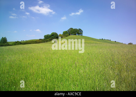 the chilterns views from ridgeway footpath beacon hill sheep Stock ...