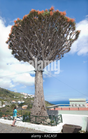 A very old Canary Islands dragon tree, or drago, of the genus Dracaena ...