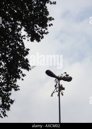 branch fallen on lamp post Stock Photo - Alamy