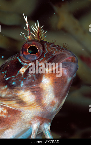 Tompot blenny (Blennius gattorugine or Parablennius gattorugine) is a ...