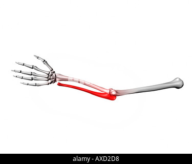ulna bone highlighted red on human skeleton Stock Photo - Alamy
