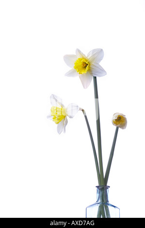 Yellow Daffodil Flowers bud with Bright Orange Cups in Spring Bouquet ...