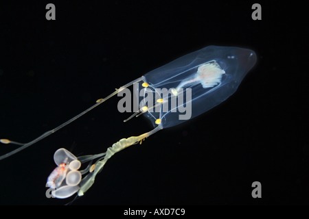 In the Order Anthomedusae this Hydromedusa is likely in the family ...