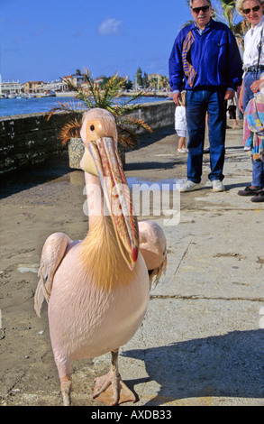 The Famous Paphos Pelican. Cyprus Stock Photo - Alamy