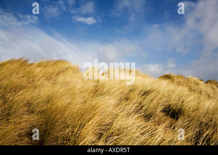 Sandscale Haws National Nature Reserve. Cumbrian Coast. Roanhead ...