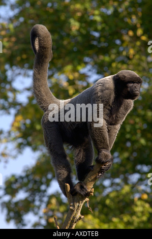 WOOLLY SPIDER MONKEY Brachyteles arachnoides Critically endangered ...