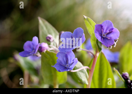 OMPHALOIDES CAPPADOCICA AGM Stock Photo - Alamy