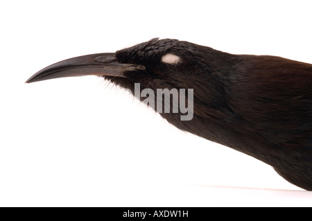 Extinct bird, Moho nobilis, Hawaii Oo, YPM 36964, Yale Peabody Museum ...
