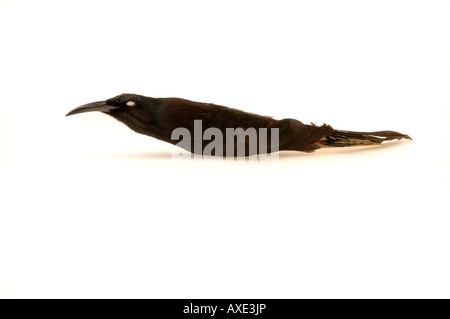 Extinct bird, Moho nobilis, Hawaii Oo, YPM 36964, Yale Peabody Museum ...