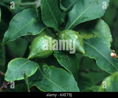Lemon fruit deformed by early infection of grey mould (Botrytis cinerea ...