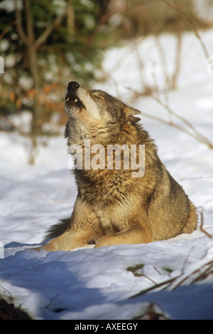 howling wolf lies in the snow. isolated on white background Stock Photo ...