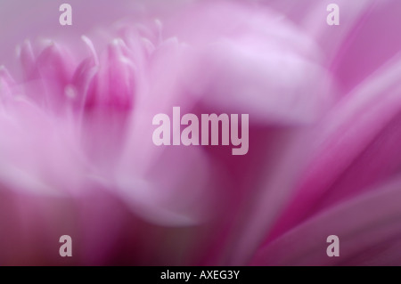 Pink chrysanthemum blooms in delicate sunlight, the official flower of ...