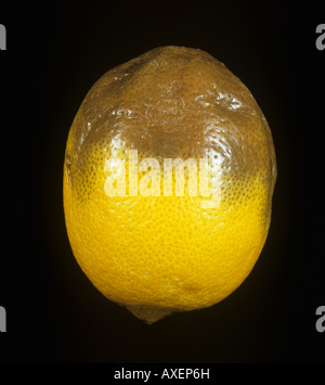 Diplodia stem end rot (Lasiodiplodia theobromae) on stored orange fruit ...