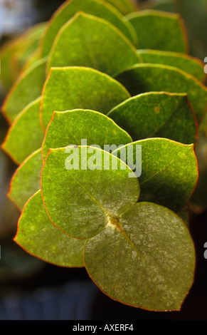 Eucalyptus perriniana (Spinning gum), green leaves and flower buds on ...