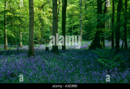 Bluebell Wood, Staffhurst Wood Nature Reserve, near Oxted, Surrey ...