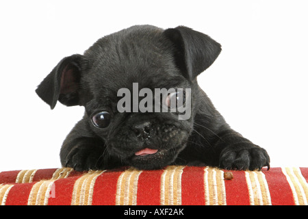Puppy, Pug, lying on pillow Stock Photo - Alamy