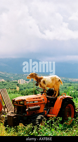 A goat driving a truck in Crete Stock Photo - Alamy