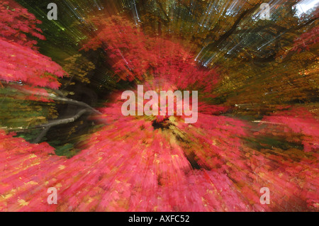 Zoom Burst technique illustrated on autumn leaves Stock Photo - Alamy