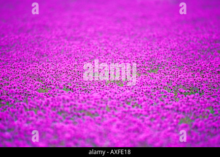 Texas Wildflowers purple Tuber Vervain Stock Photo - Alamy